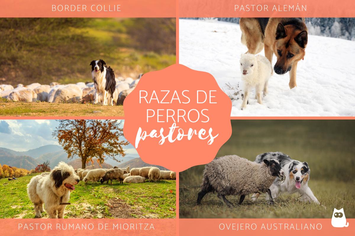 15 Mejores Perros Pastores - ¡Conoce los Mejores! - Mascotas Domesticas