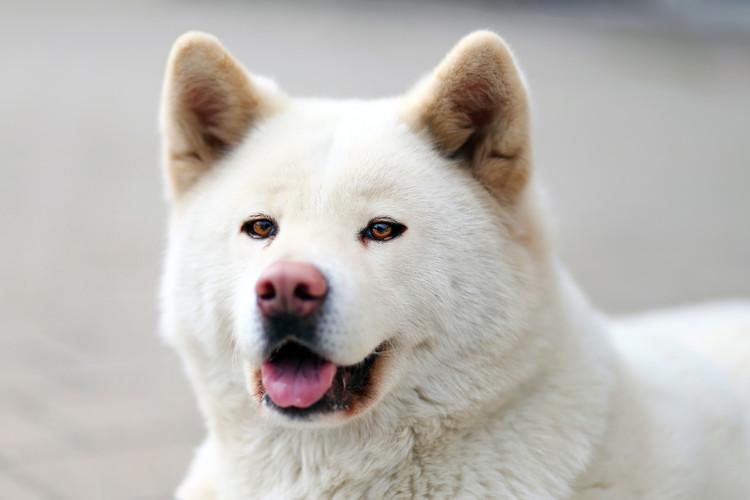 5 Razas de Perros Japoneses Que NO Debes Dejar Pasar