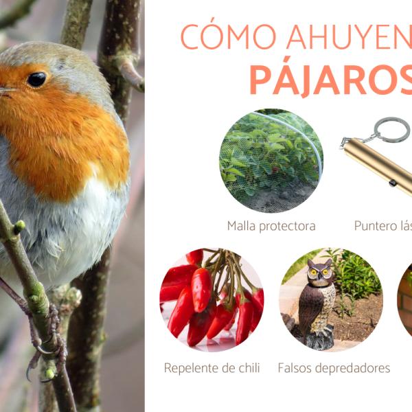5 técnicas efectivas para ahuyentar pájaros en casa
