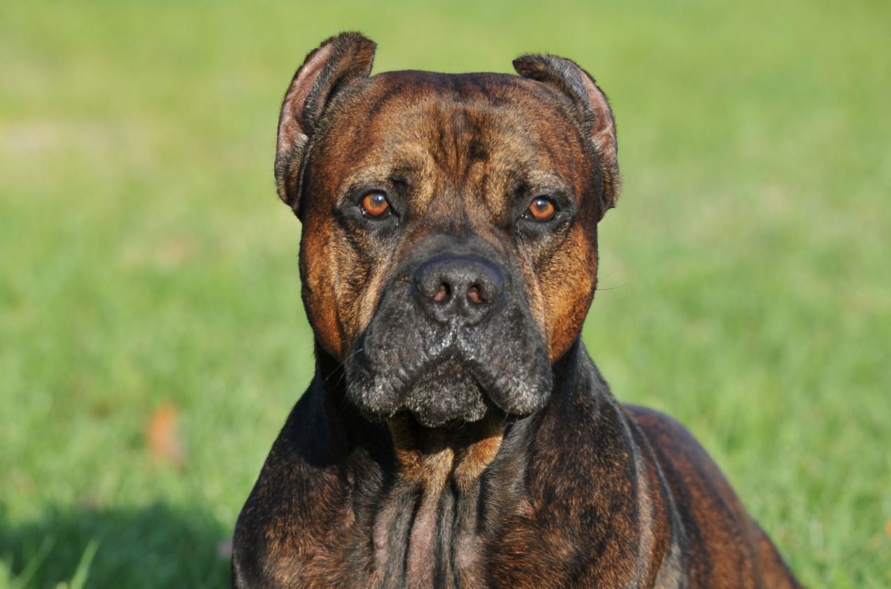 Alano español: historia y características - Mascotas Domesticas