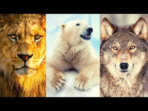 Animales carnívoros: Ejemplos, tipos y secretos de caza