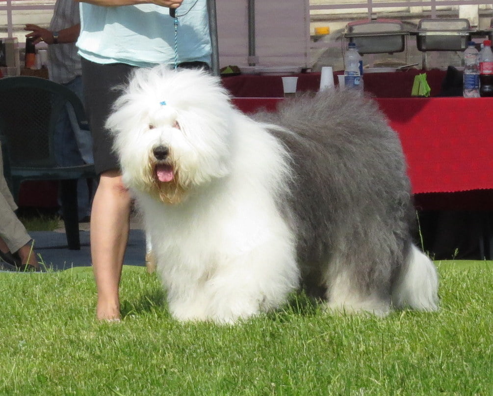 Bobtail Todo Sobre Esta Raza De Perros Mascotas Domesticas