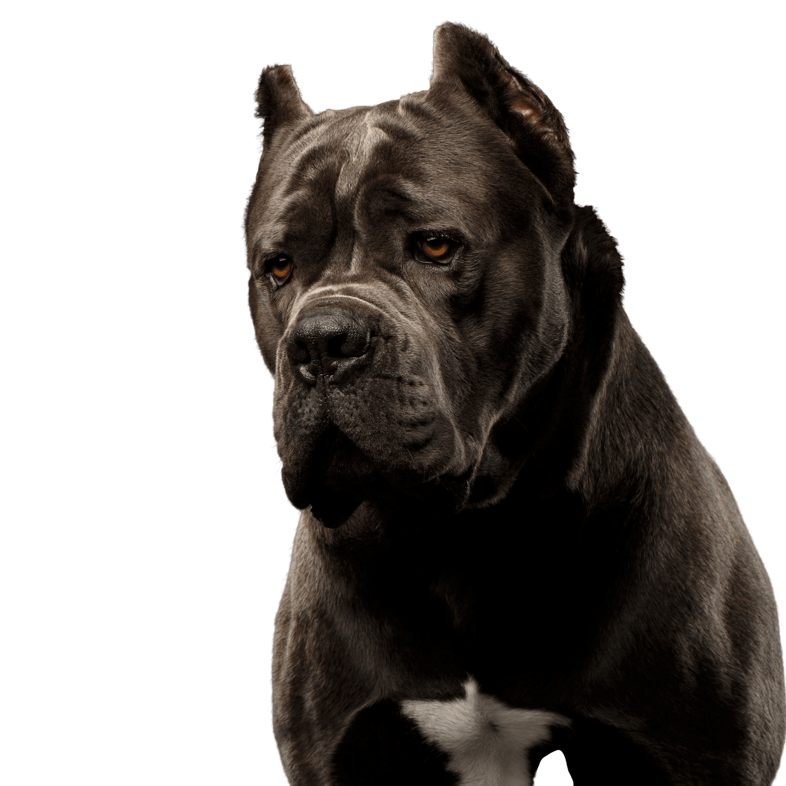 Cane Corso Descubre Todo Sobre Esta Raza De Perros Mascotas Domesticas