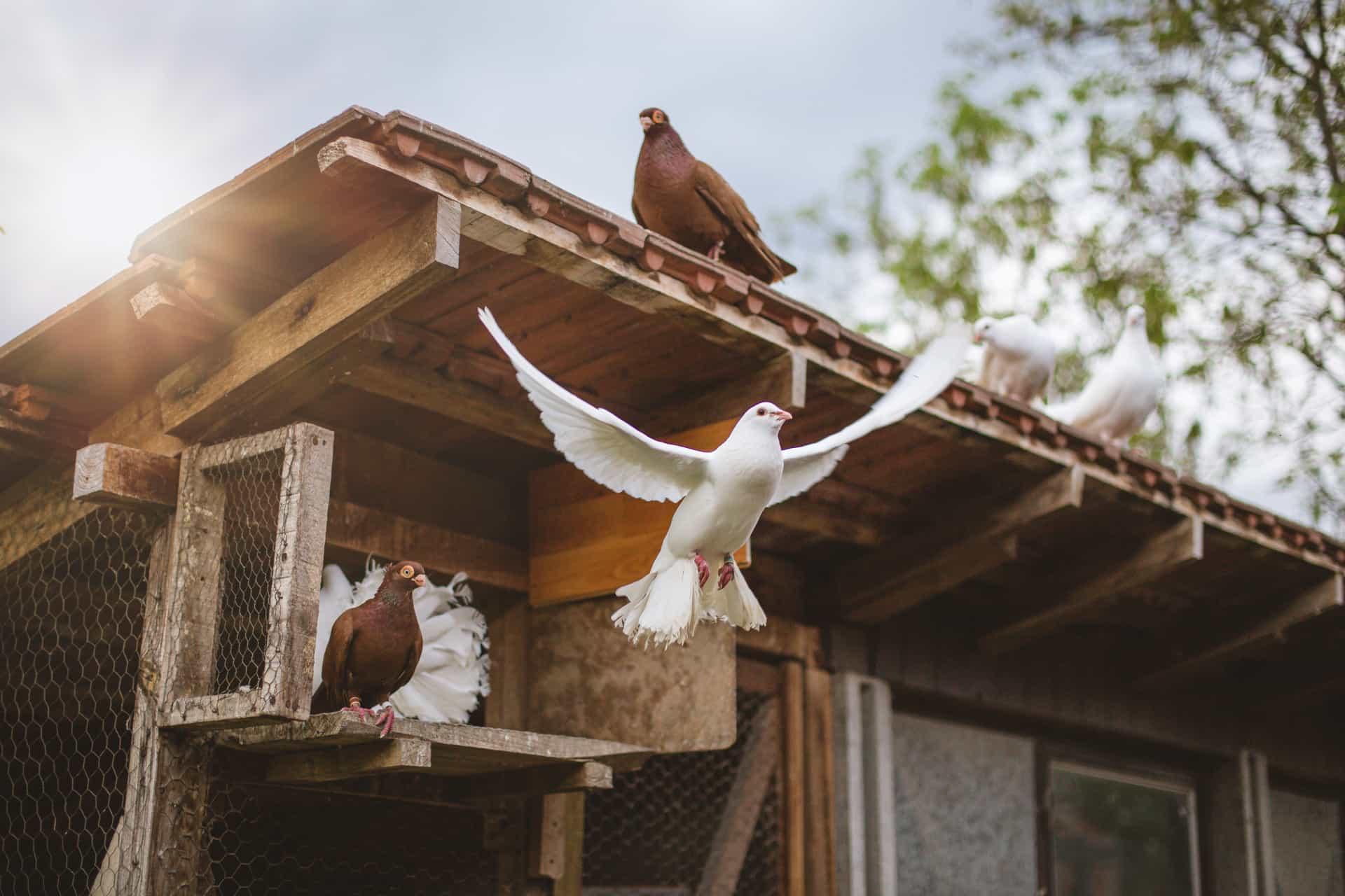 Qué comen las palomas: Guía de alimentación y salud