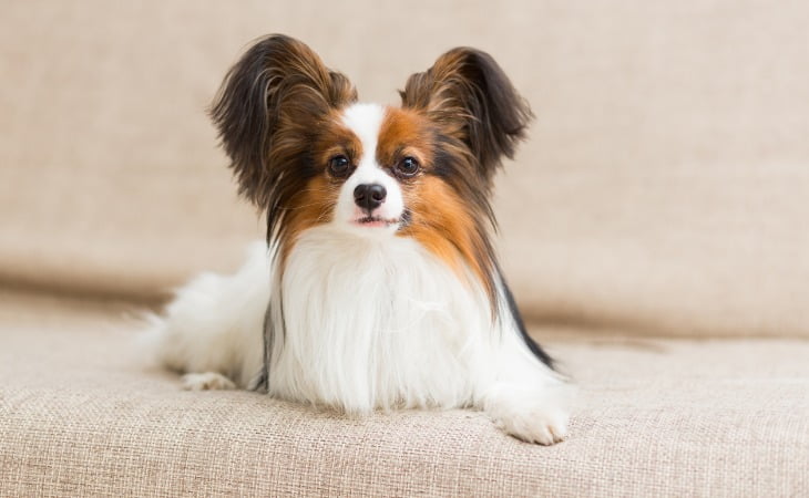 Descubre las mejores razas de perros franceses