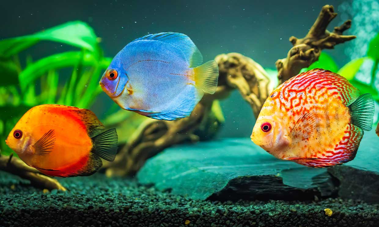 Tipos de Peces para Acuario: Guía de Cuidados y Selección