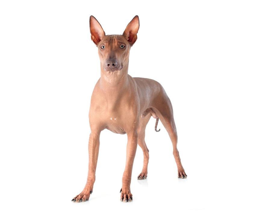 Descubre todo sobre el Perro Peruano: Historia, características y cuidados