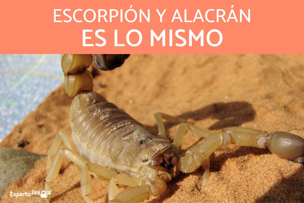 ¿Tienen las Serpientes Huesos? - Mascotas Domesticas