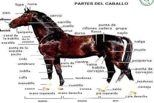 Guía completa de la anatomía del caballo: todo lo que necesitas saber ...