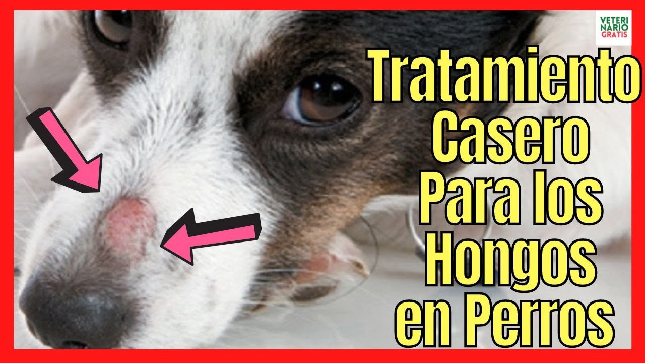 Hongos en perros: síntomas y tratamientos efectivos - Mascotas Domesticas