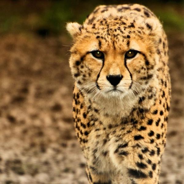 Los 10 Animales Más Bellos del Mundo – ¡Descúbrelos!